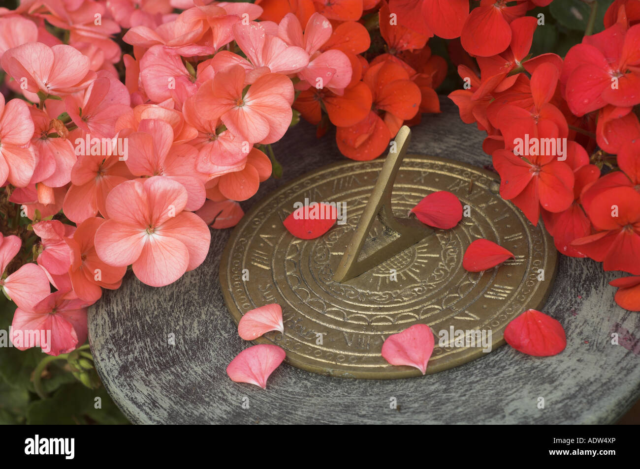 Geranium flowers and sundial in a summer garden England Stock Photo - Alamy