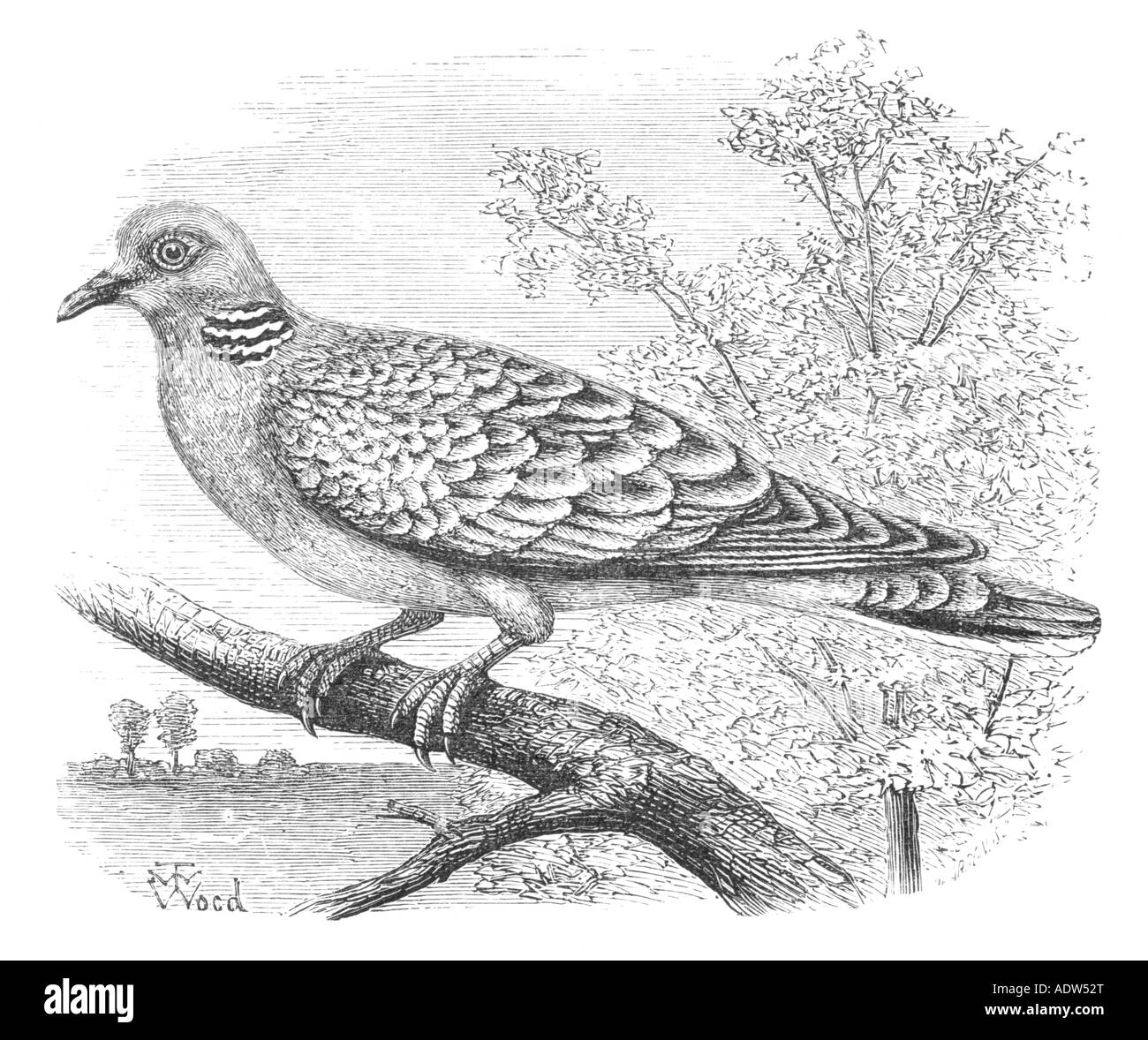 Turtle cut Black and White Stock Photos & Images - Alamy