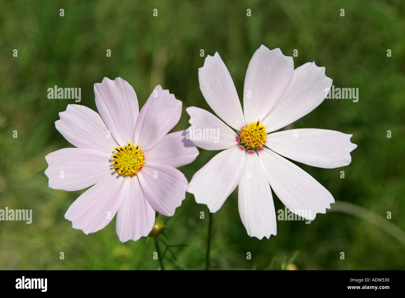 Light pink Cosmos flowers growing in a field in Ohara near Kyoto Japan ...