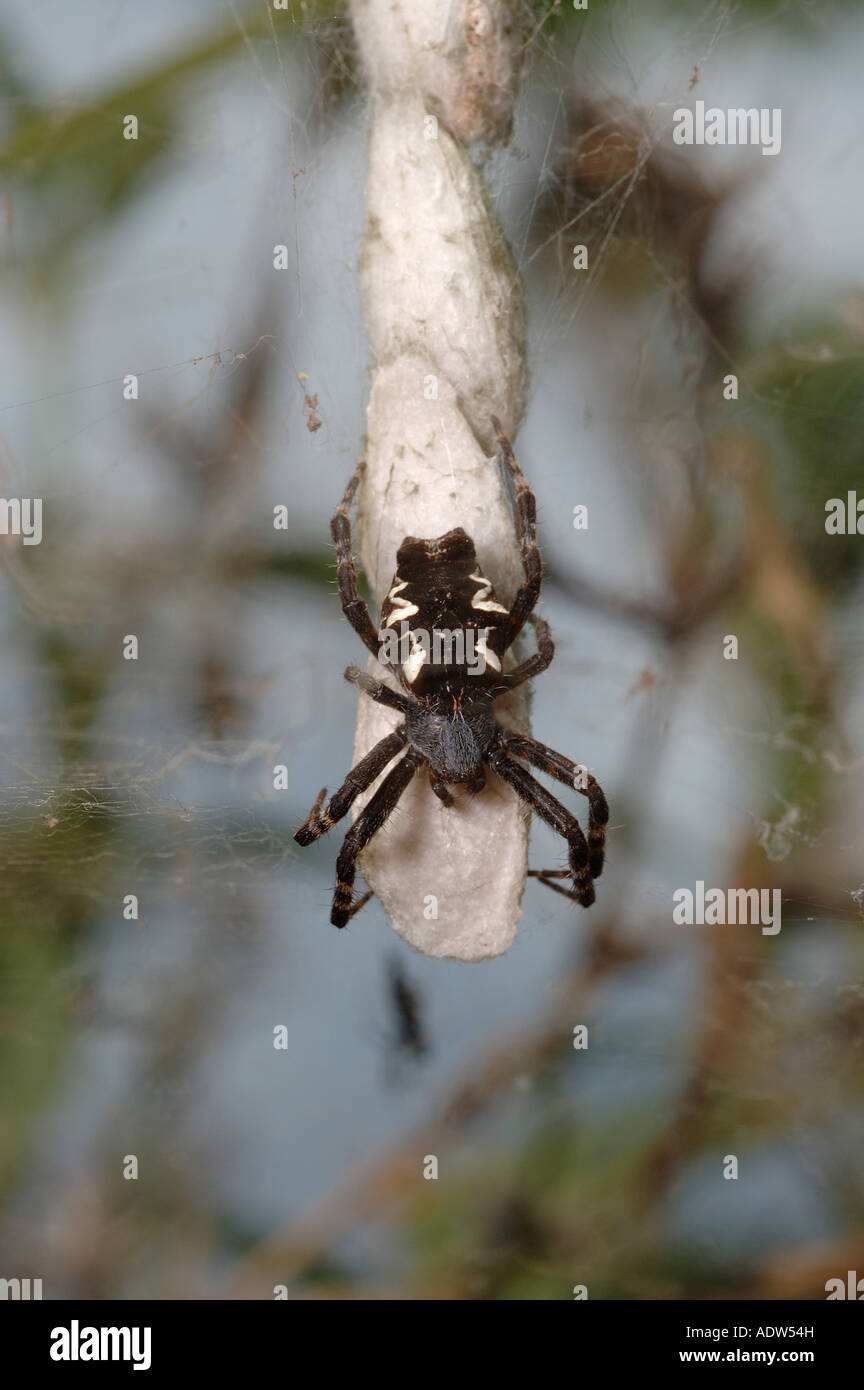 Female Spider Cyrtophora Citricola Araneidae Guarding Her String Of Female Spider Cyrtophora Citricola Araneidae Guarding Her String Of