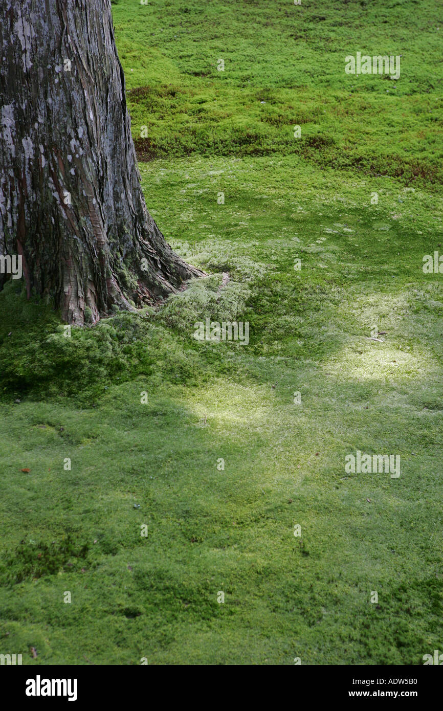 An ancient tree stands in a traditional Japanese moss garden at Sanzen ...