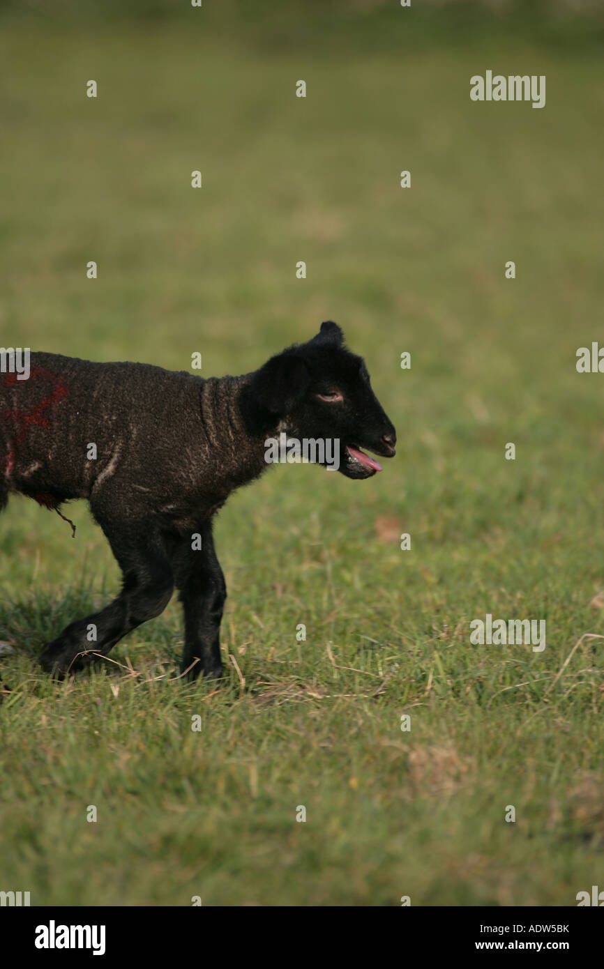 Bleeting lamb hi-res stock photography and images - Alamy