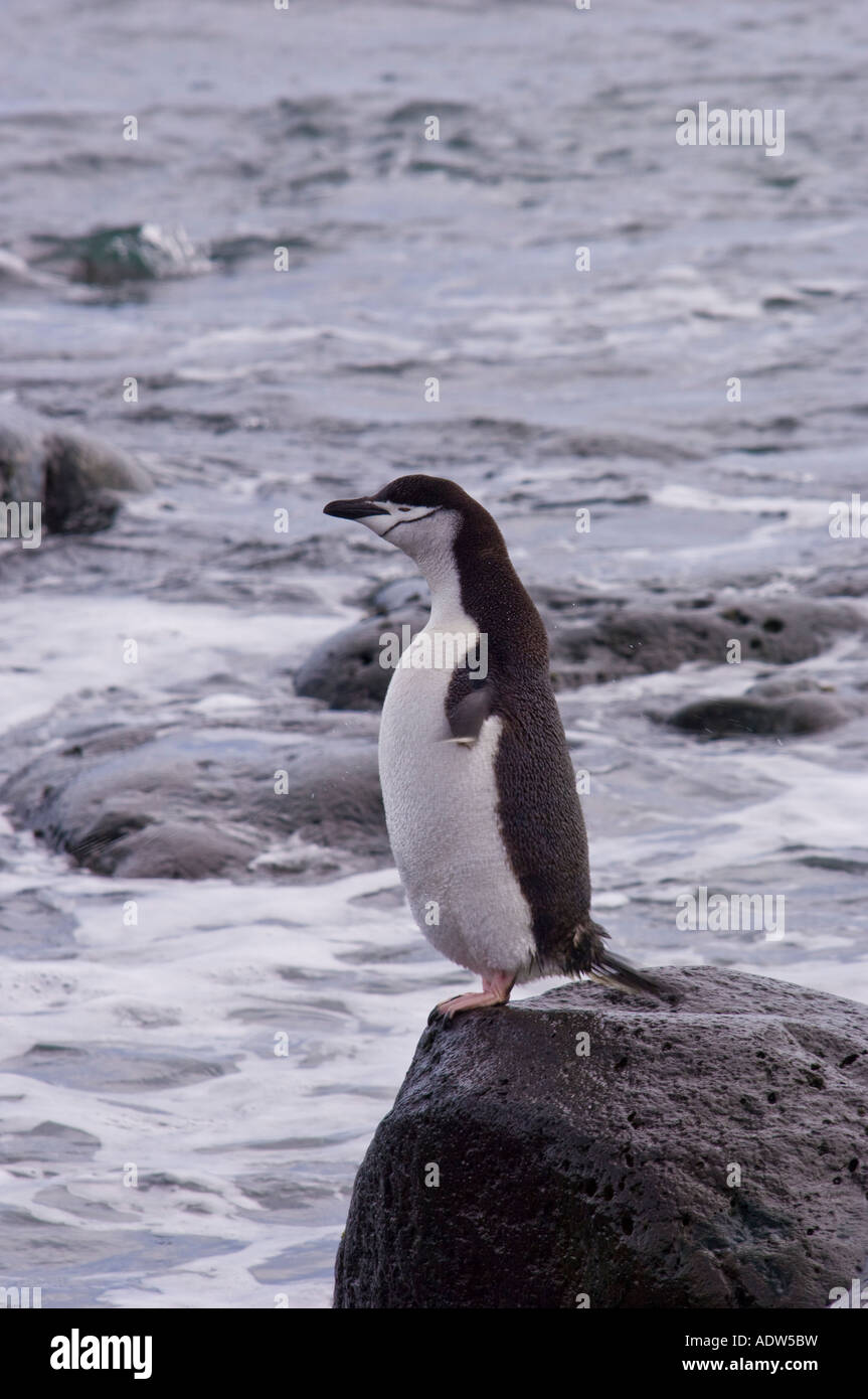 Fat Penguins