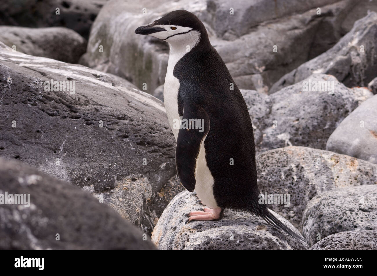 Chin strap penguin hi-res stock photography and images - Alamy