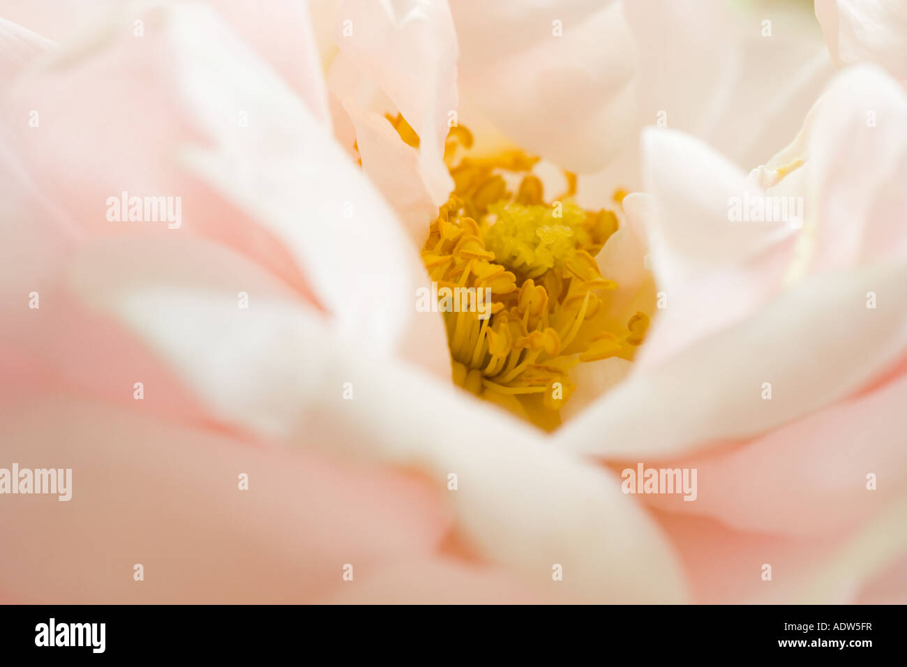Pink climbing rose hi-res stock photography and images - Alamy