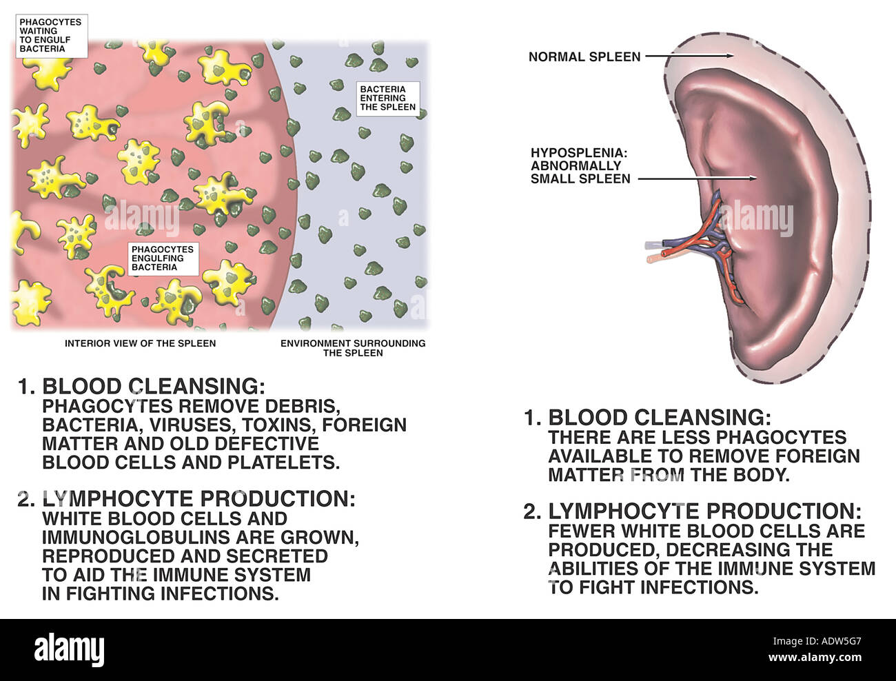 Wbcs hi-res stock photography and images - Alamy