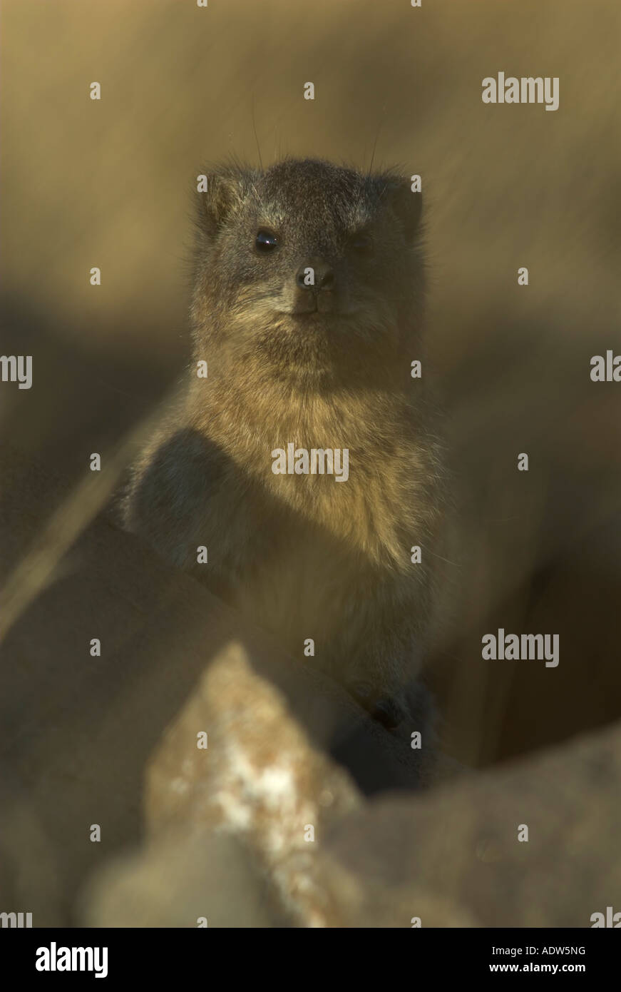 Rock Hyrax (Procavia johnstoni) peering through long grass towards the ...