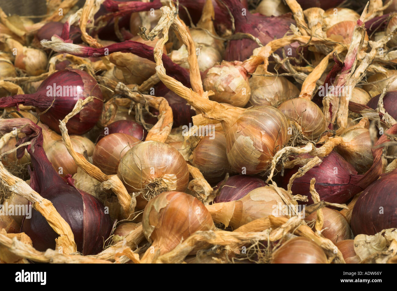 Home grown shallots and red onions being dried outside in late summer ...