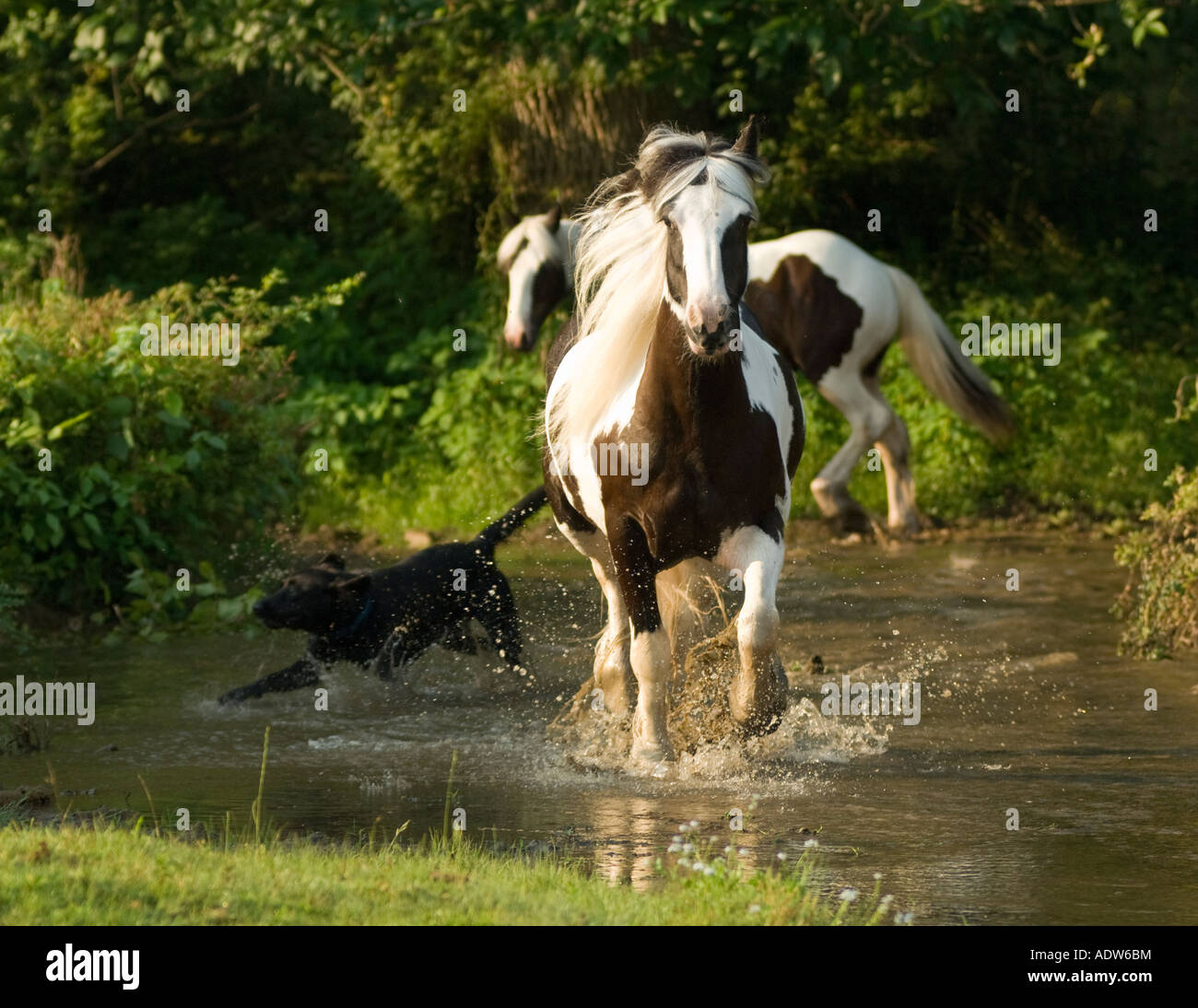 Gypsy Vanner horses run with dog in shallow stream of water Stock Photo ...