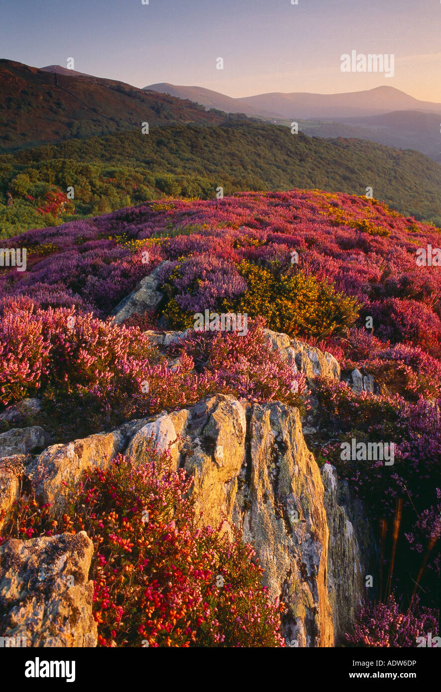 Snowdonia Flower High Resolution Stock Photography and Images - Alamy