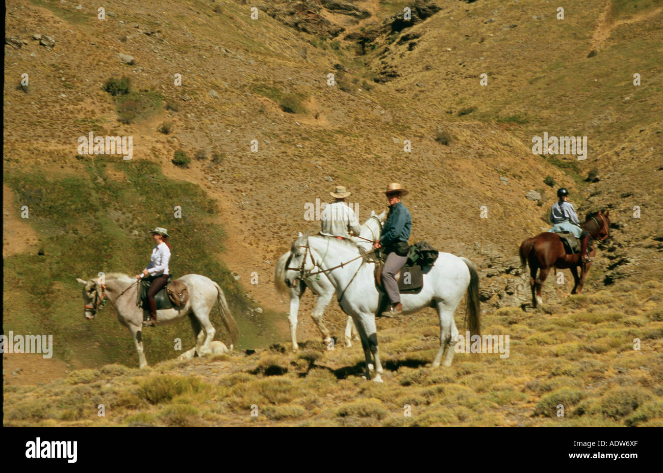 Riders on Andalusian and Andalusian / Arab crosses in the Alpujarra ...