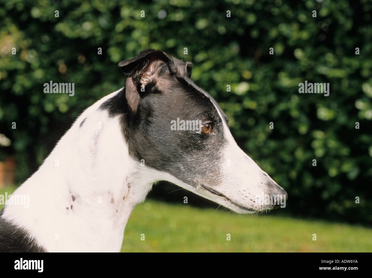 greyhound female dog Stock Photo - Alamy