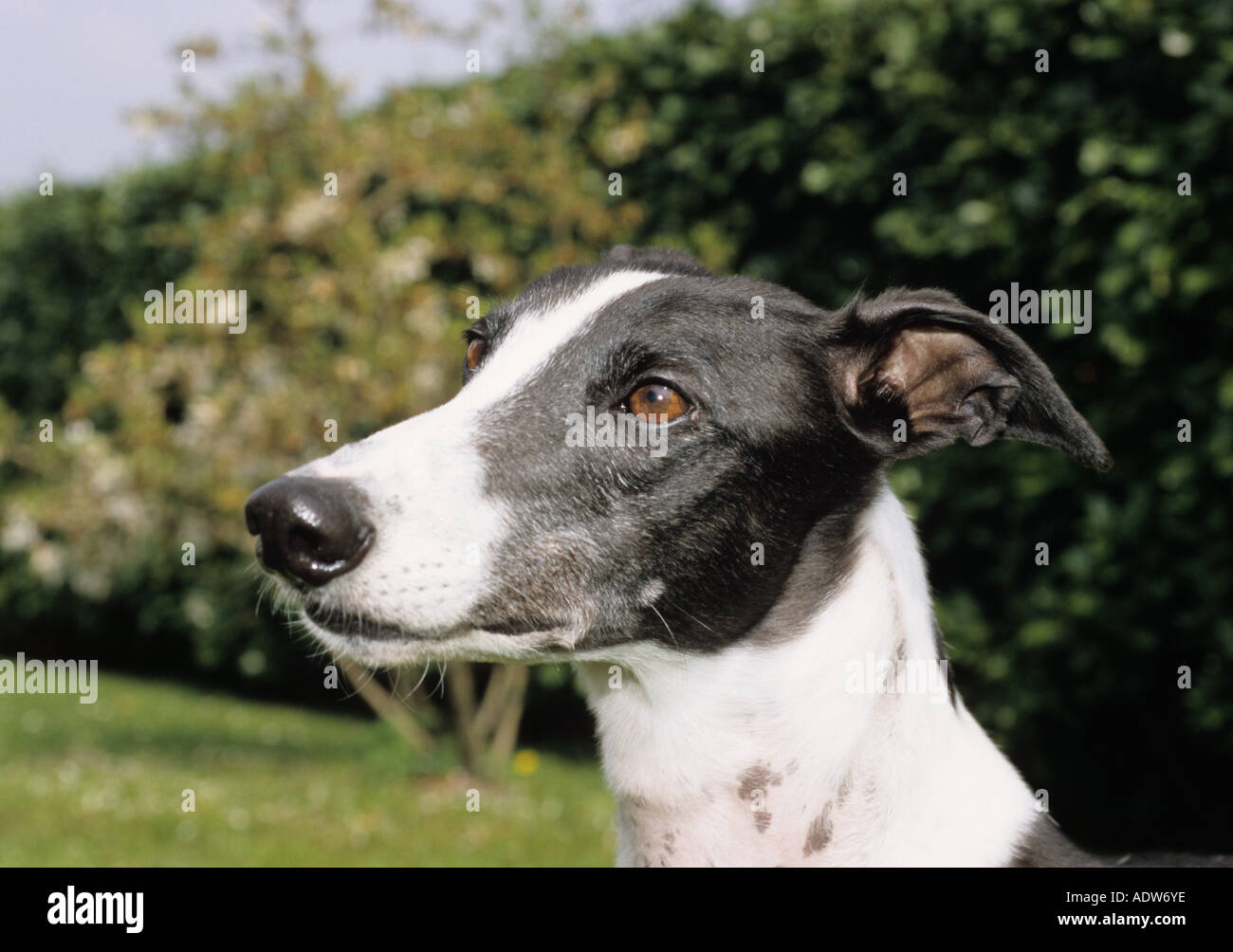 Close up greyhound dog hi-res stock photography and images - Alamy