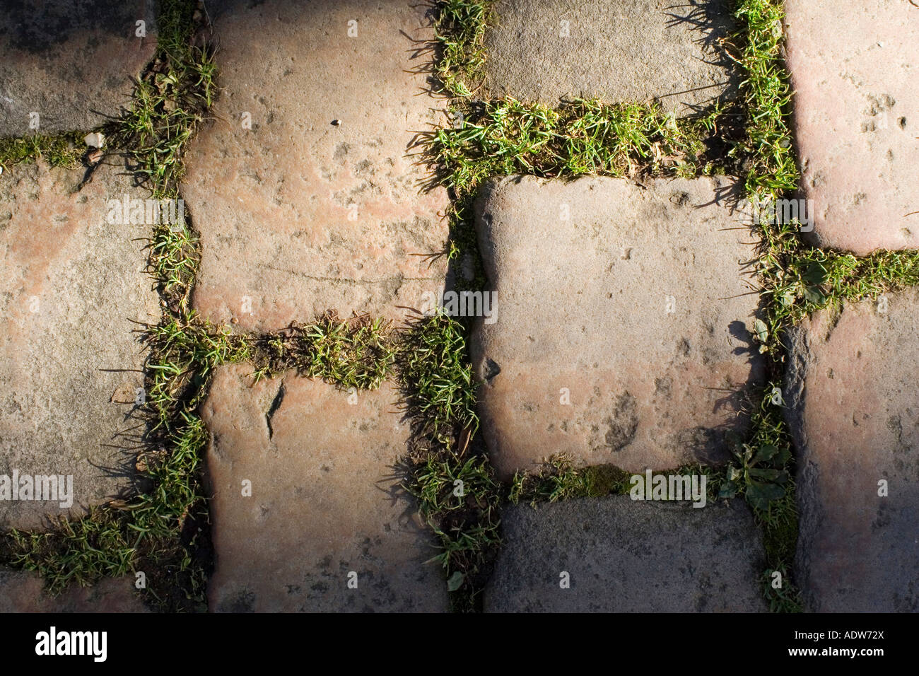 Overgrown cobble stones showing moss and weeds Stock Photo - Alamy