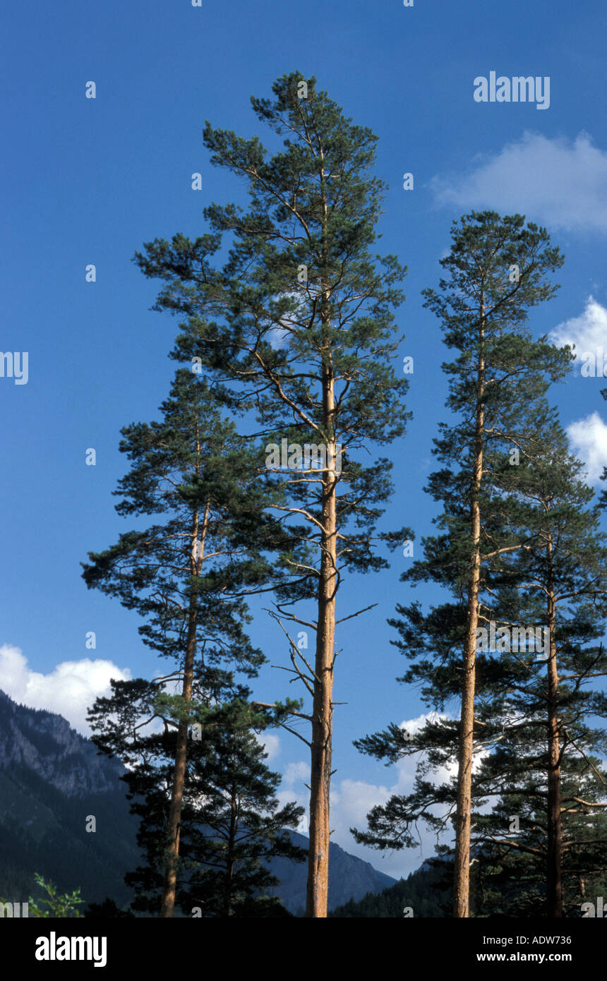 red pine trees Stock Photo - Alamy