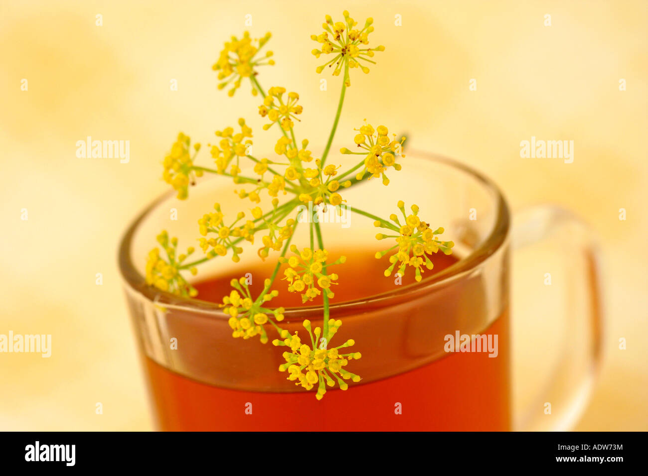 Fennel sprigs hi-res stock photography and images - Alamy