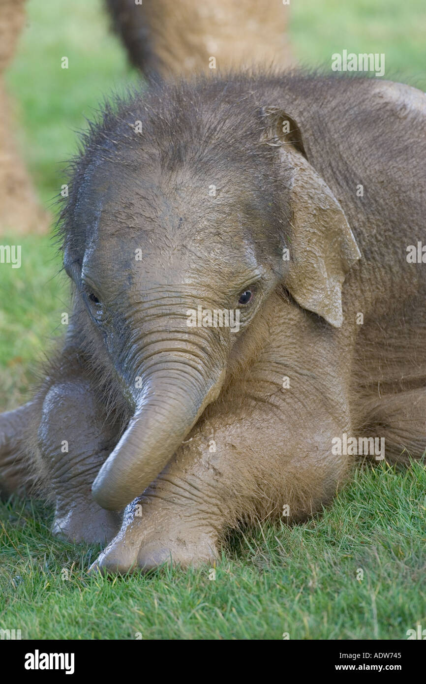 Asian Elephant Calf at 6months Old Stock Photo - Alamy
