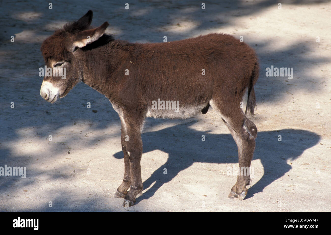 Dinky Donkey High Resolution Stock Photography and Images - Alamy
