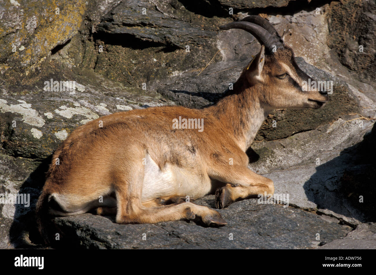 Goat sunbathing hi-res stock photography and images - Alamy