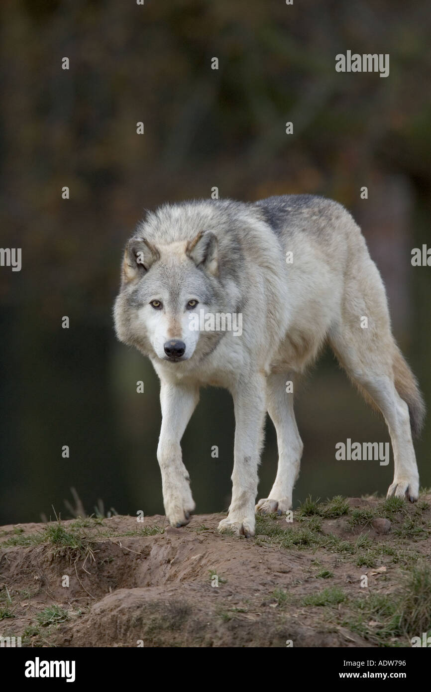 Grey wolf subspecies hi-res stock photography and images - Alamy