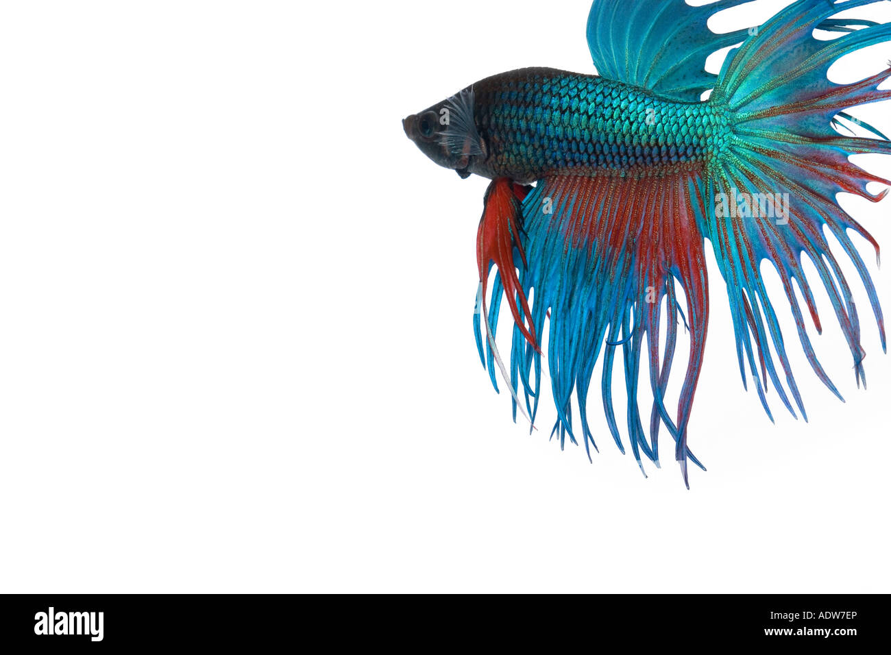 Turquoise red crown betta fish hi-res stock photography and images - Alamy