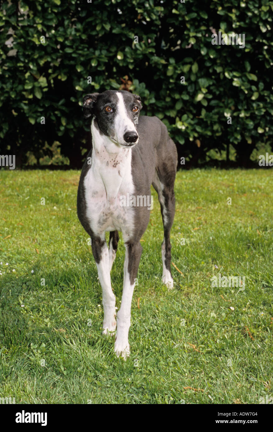 Perro canino animal hi-res stock photography and images - Alamy