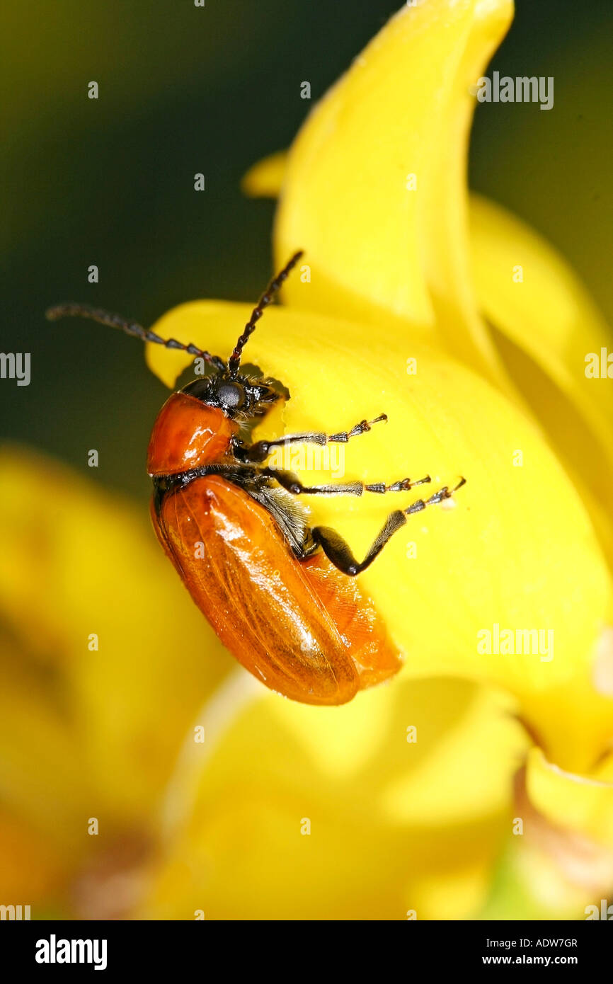 Pyrochroa sp. on flower Stock Photo - Alamy