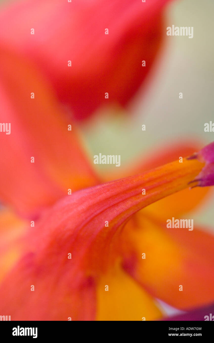 Blossoms new zealand hi-res stock photography and images - Alamy