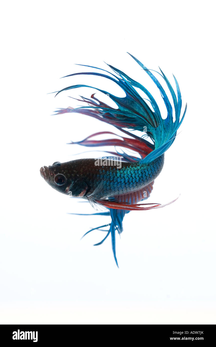 Turquoise and Red Crown Betta fish displaying elaborate fin detail and ...
