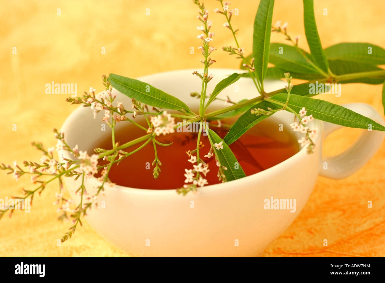 Lemon verbena infusion (Lippia citriodora or Aloysia triphylla Stock ...