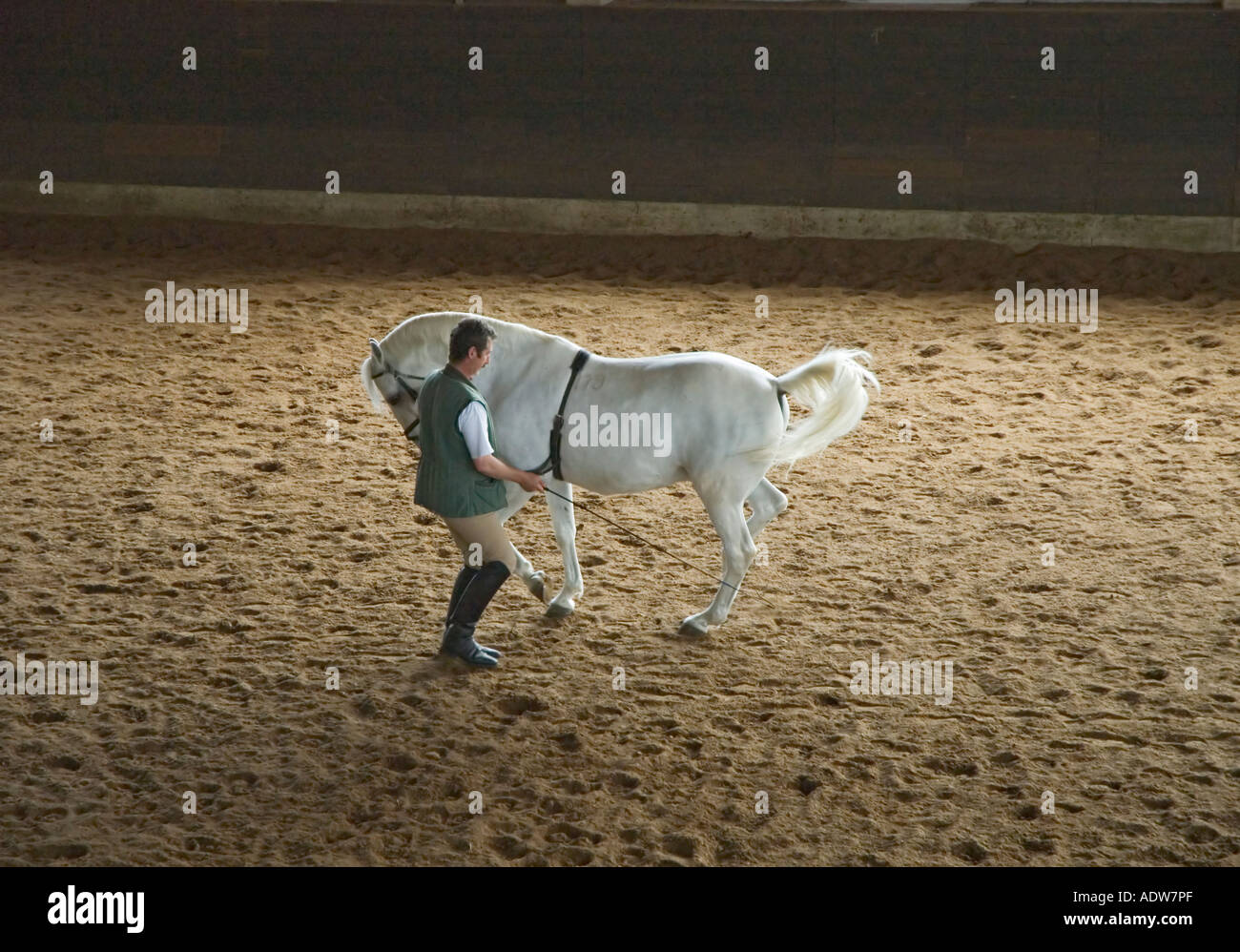 Slovenia Lipica Stud Farm Lipizzaner horse training demonstration Stock Photo - Alamy