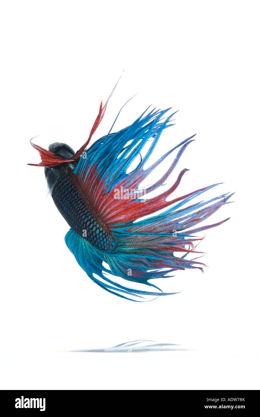 Turquoise and Red Crown Betta fish displaying elaborate fin detail and ...