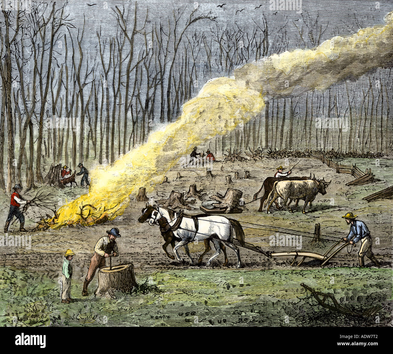Clearing farmland in spring for planting using ox and horse teams to ...