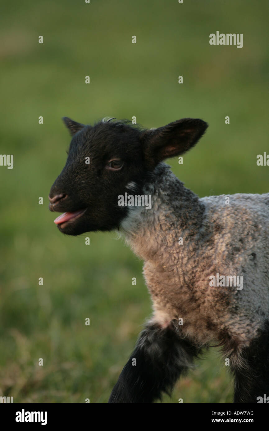 Bleeting lamb hi-res stock photography and images - Alamy