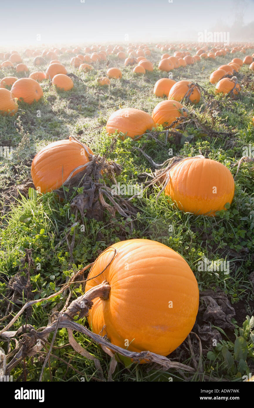 Pumpkinpatches hi-res stock photography and images - Alamy