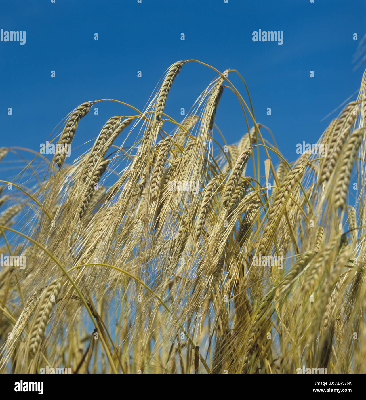 Ripe two row barley ears set against a blue summer sky Stock Photo - Alamy