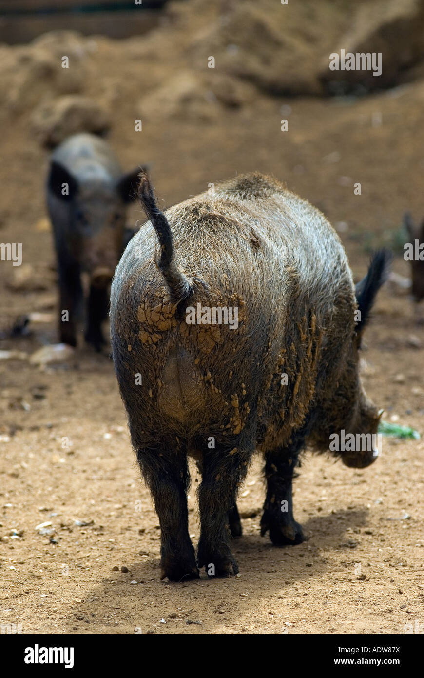 Spanish jabali hi-res stock photography and images - Alamy