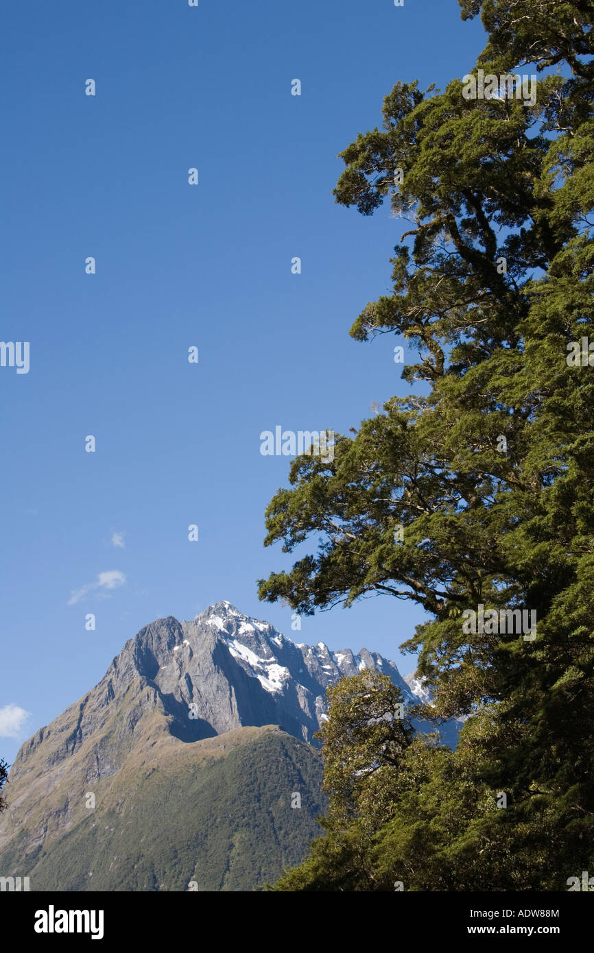 New Zealand South Island Fiordland National Park Temperate rainforest ...