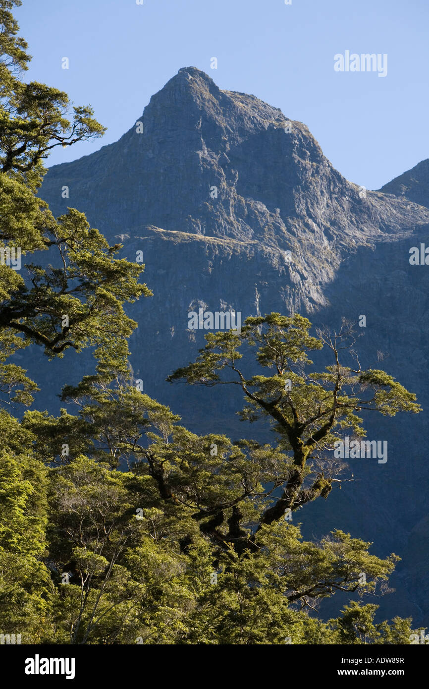 New Zealand South Island Fiordland National Park Temperate rainforest ...