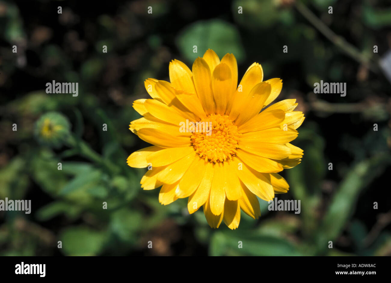 Marigold structure hi-res stock photography and images - Alamy