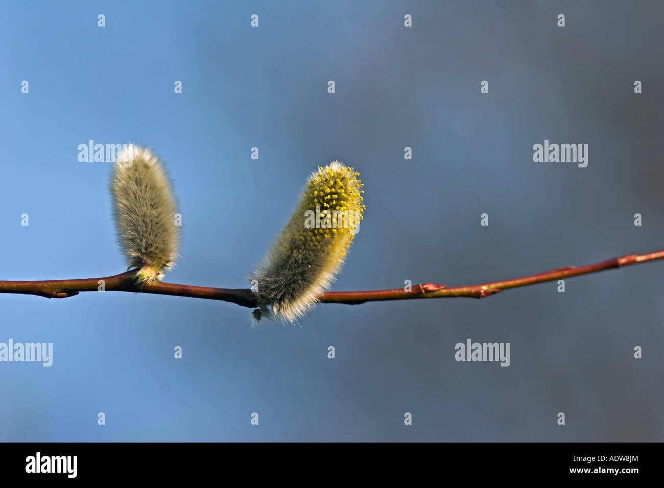 Salix caprea, pussy willow in the spring sunshine Stock Photo - Alamy