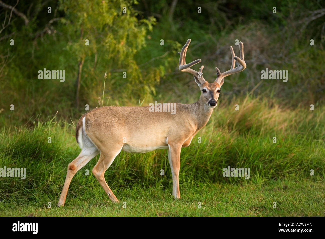 Texas wildlife hi-res stock photography and images - Alamy