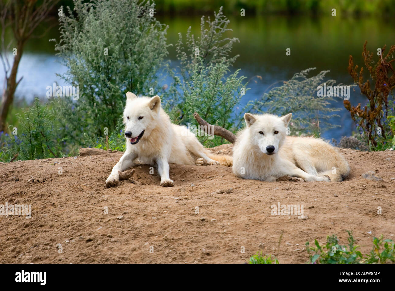 Alopex lagopus pair hi-res stock photography and images - Alamy