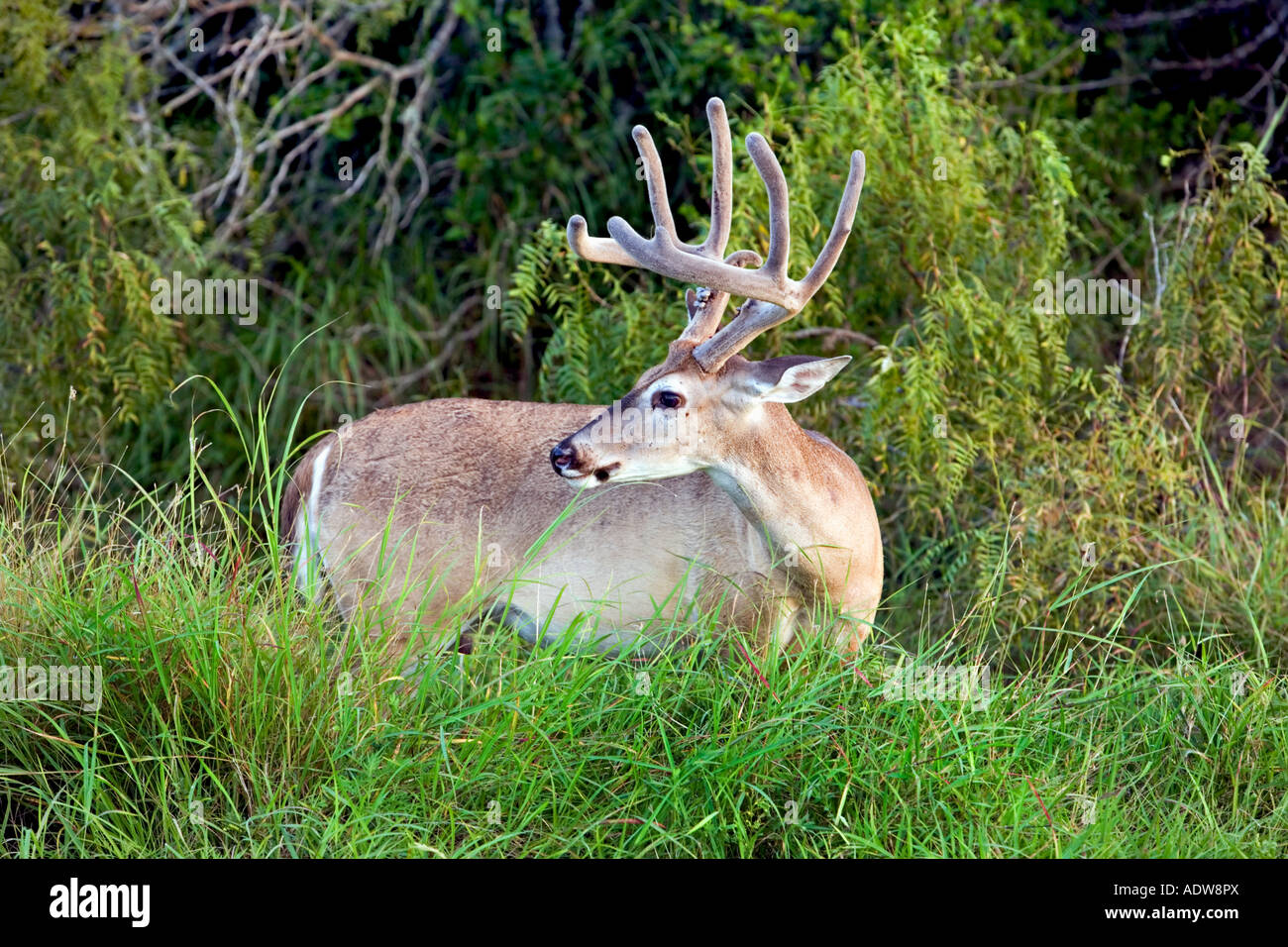 Deer Whitetail buck deep grass Texas Stock Photo - Alamy