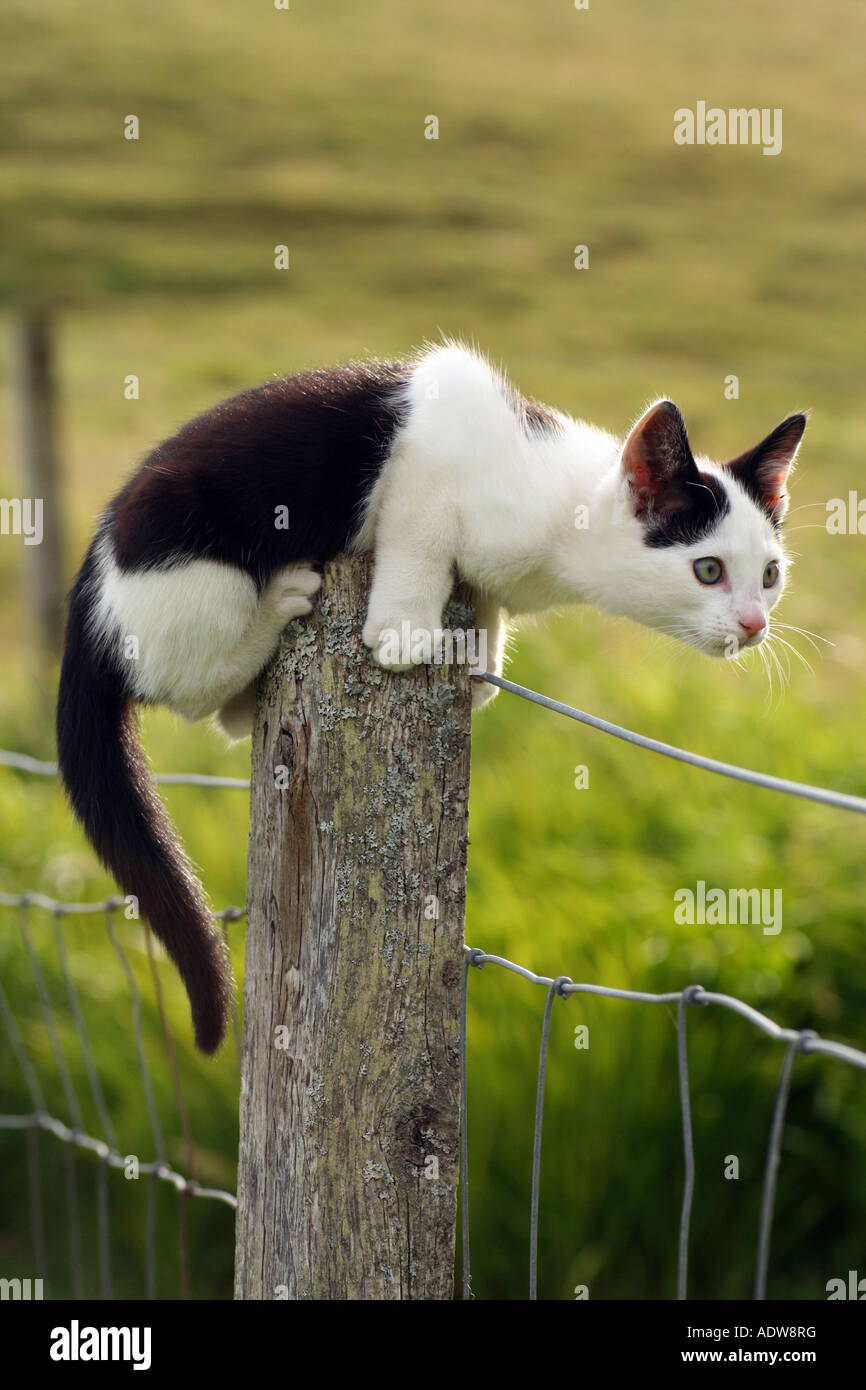 Kitten on fence post Stock Photo - Alamy