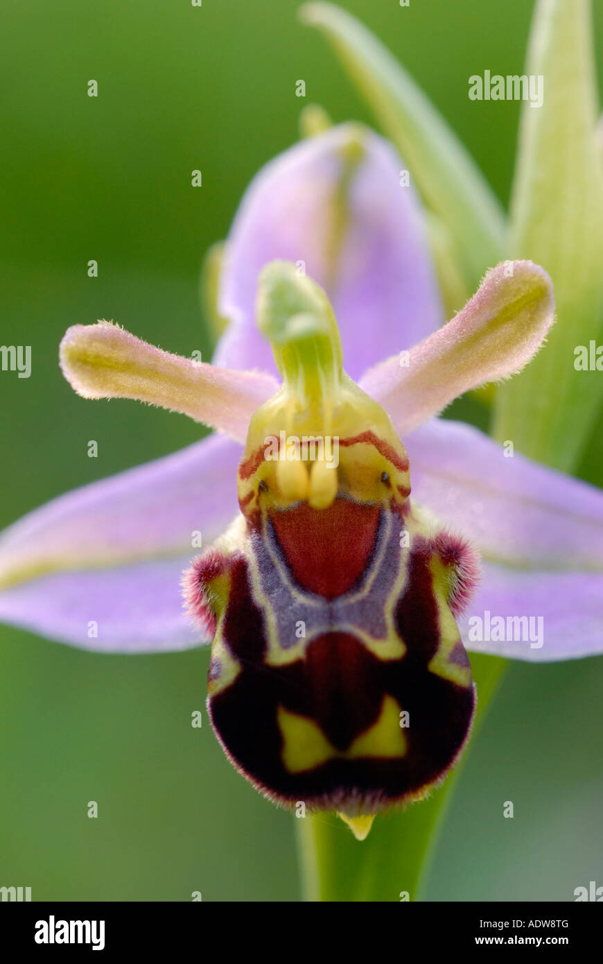 Close up of Bee Orchid Ophrys Apifera Stock Photo - Alamy