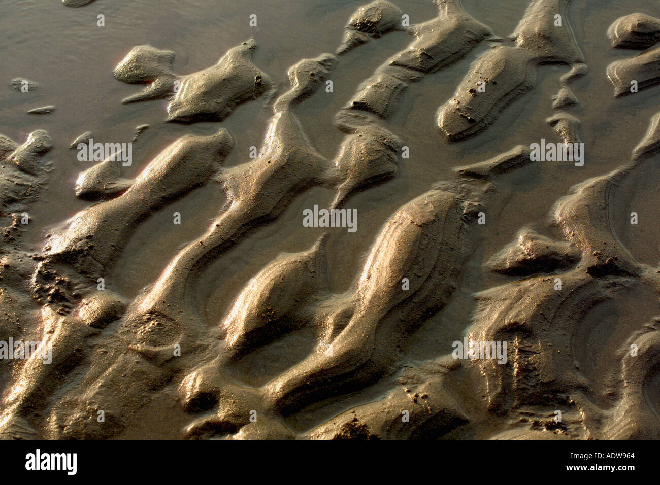 Bantham South Devon UK sandy beach rivulets caused by water in the sand ...