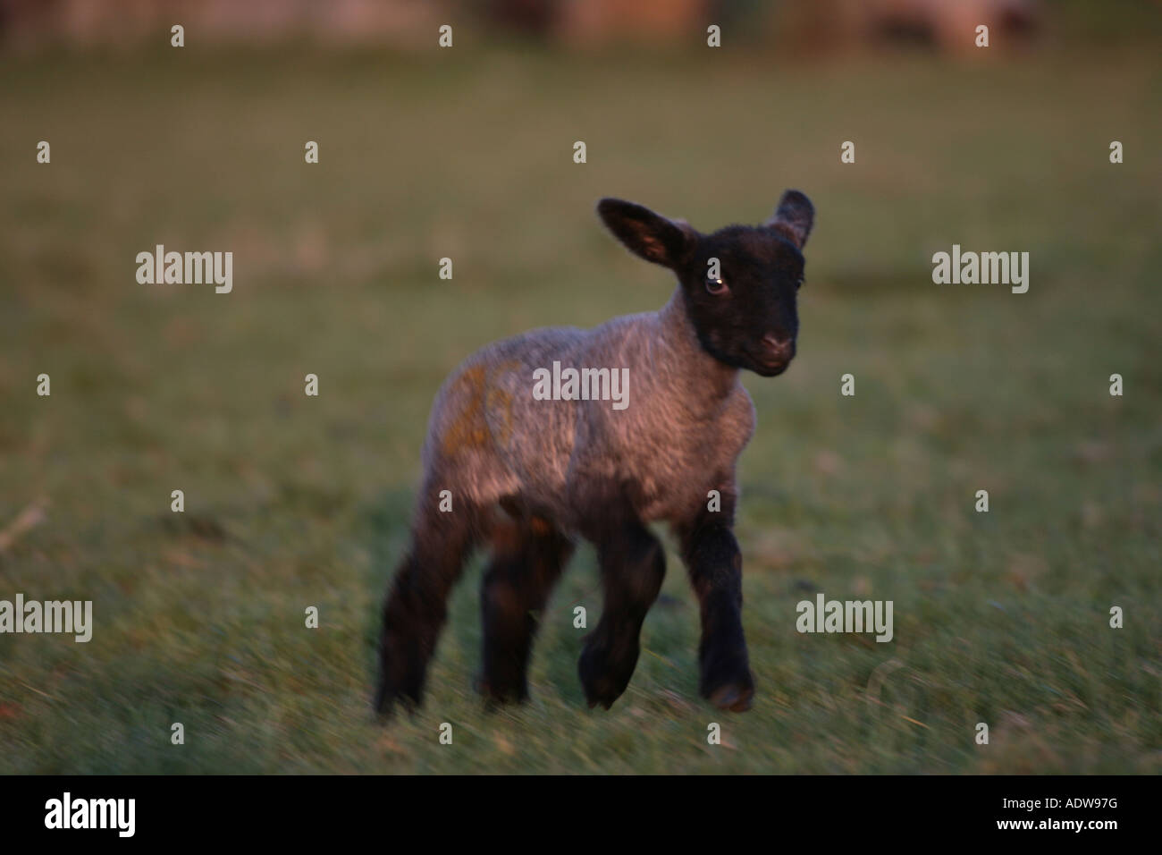 Baby lamb running hi-res stock photography and images - Alamy