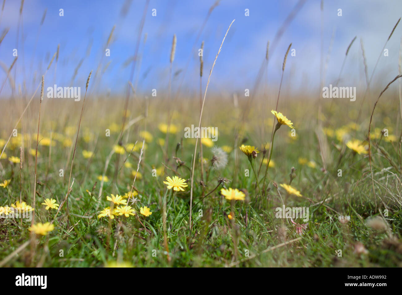 Taraxacoides hi-res stock photography and images - Alamy