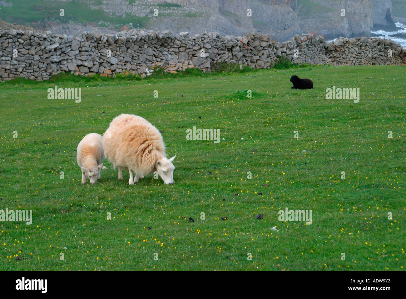 Black sheep of the family hi-res stock photography and images - Alamy